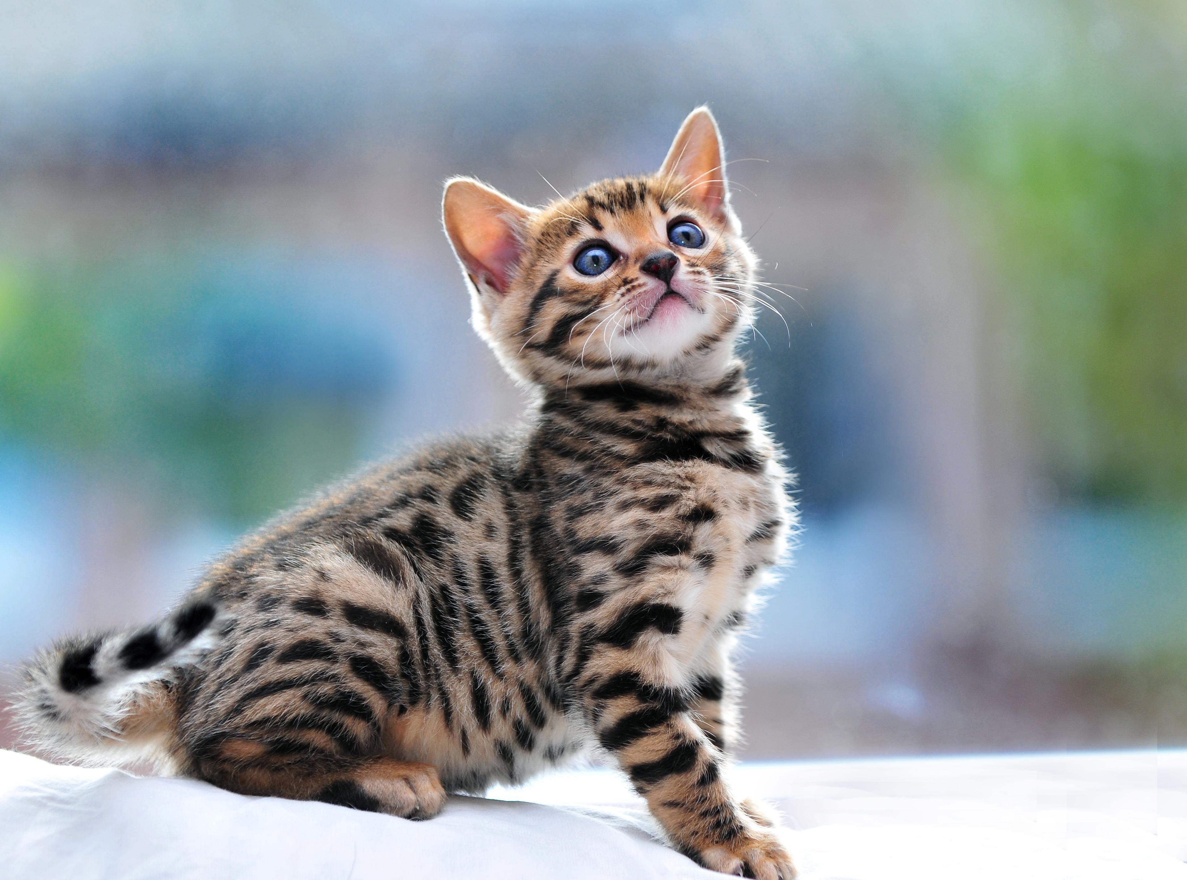 Cute Baby Bengal Cat