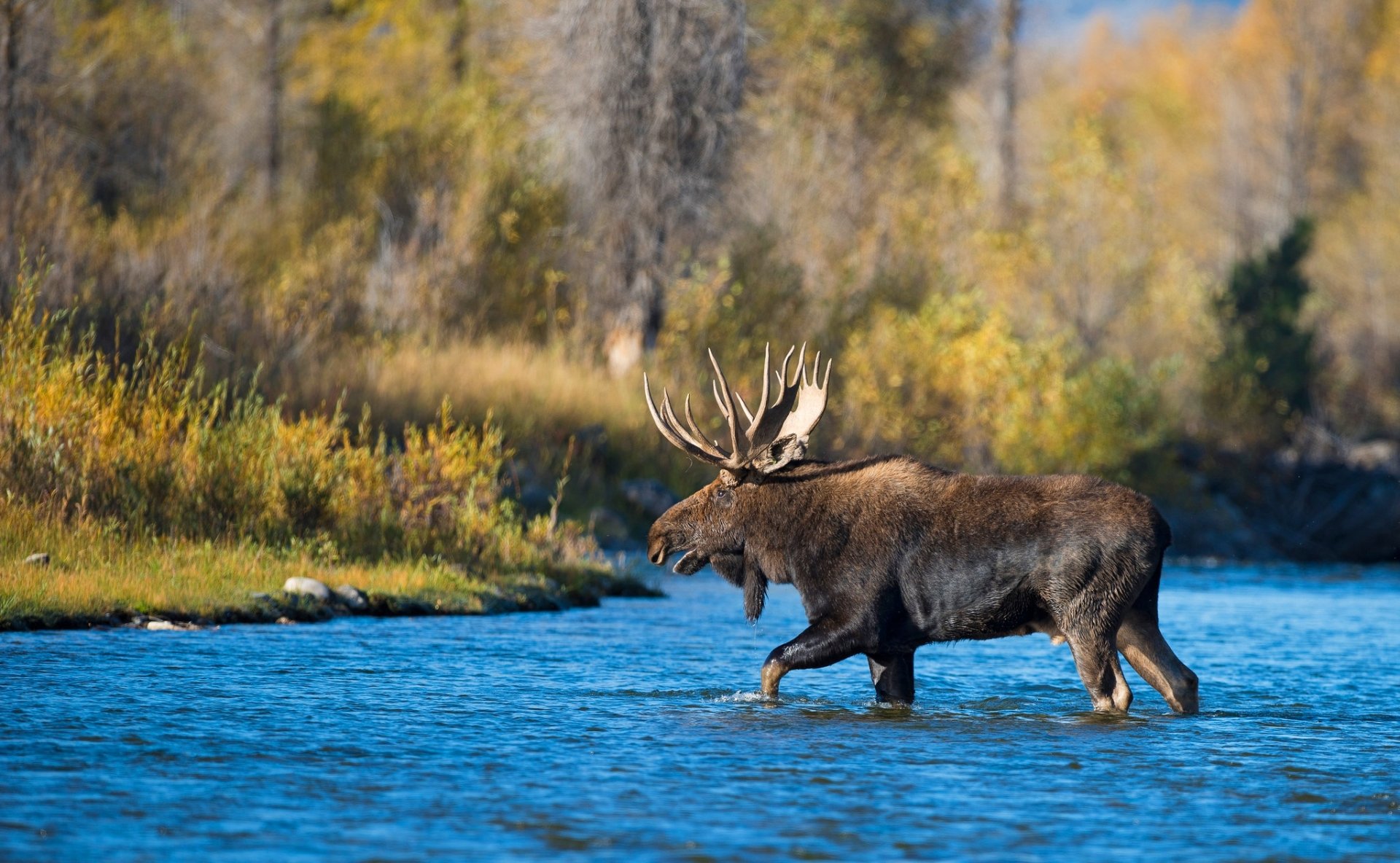 🔥 Free Download Animal Moose 4k Ultra Hd Wallpaper by @jgreene2 | WallpaperSafari