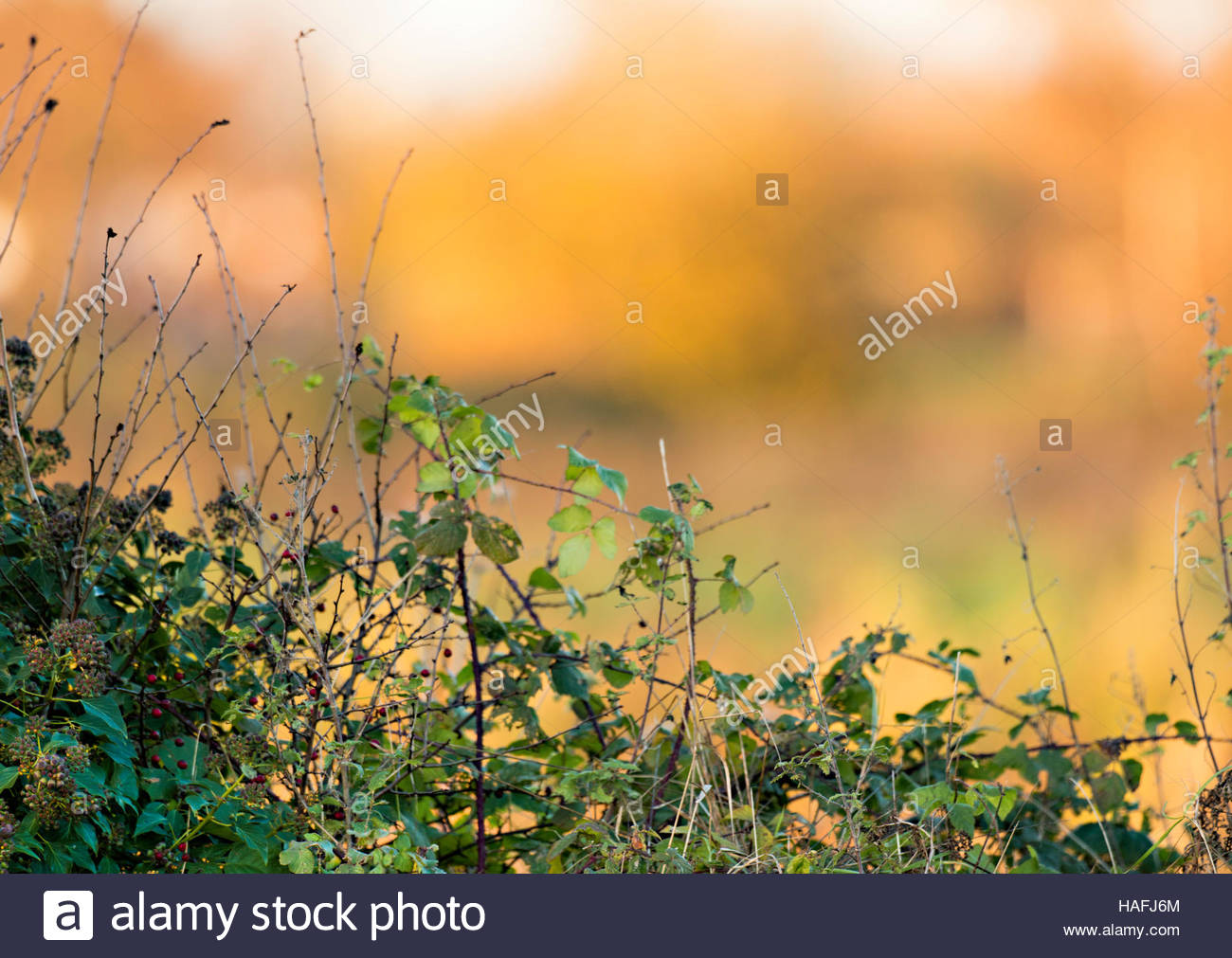 [42+] Sunlit Backgrounds | WallpaperSafari