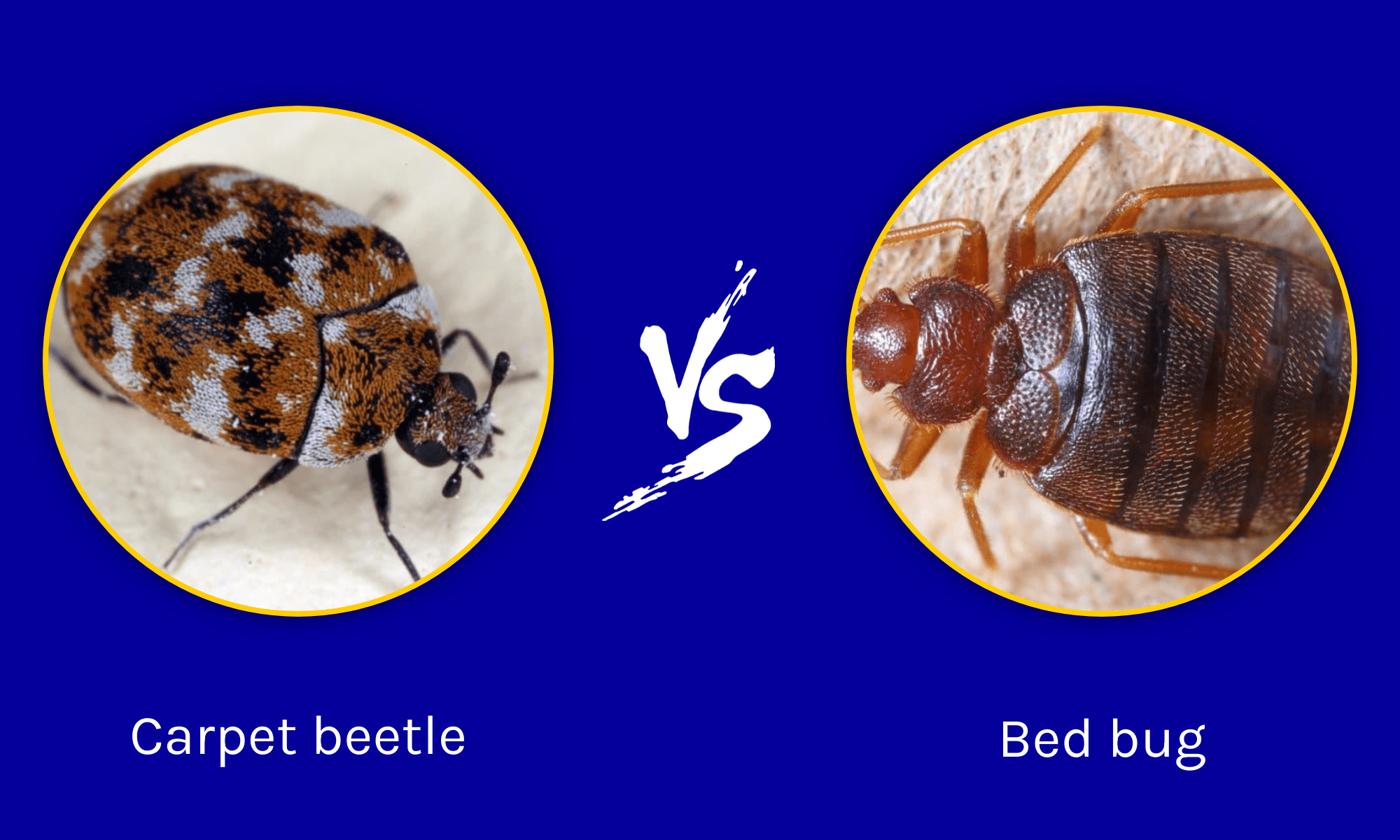 🔥 Free Download Carpet Beetles Life Cycle Wallpaper by @anthonyr47 ...