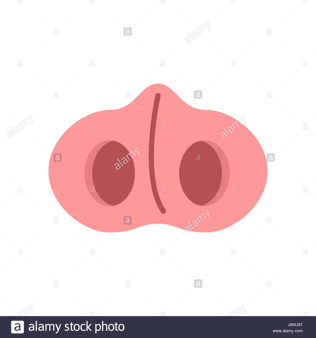 🔥 [37+] Pignose Background | WallpaperSafari