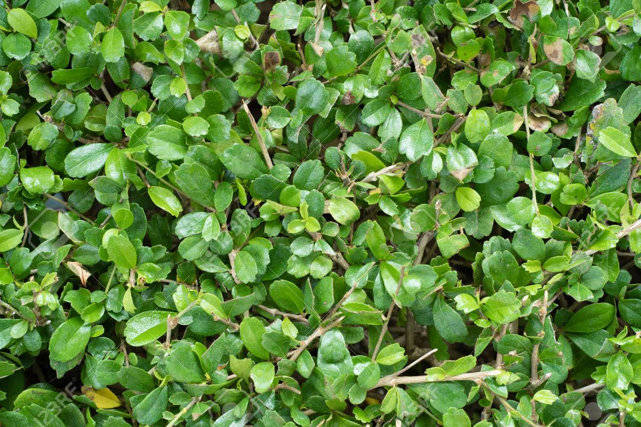 🔥 [38+] Bush Wallpaper | WallpaperSafari