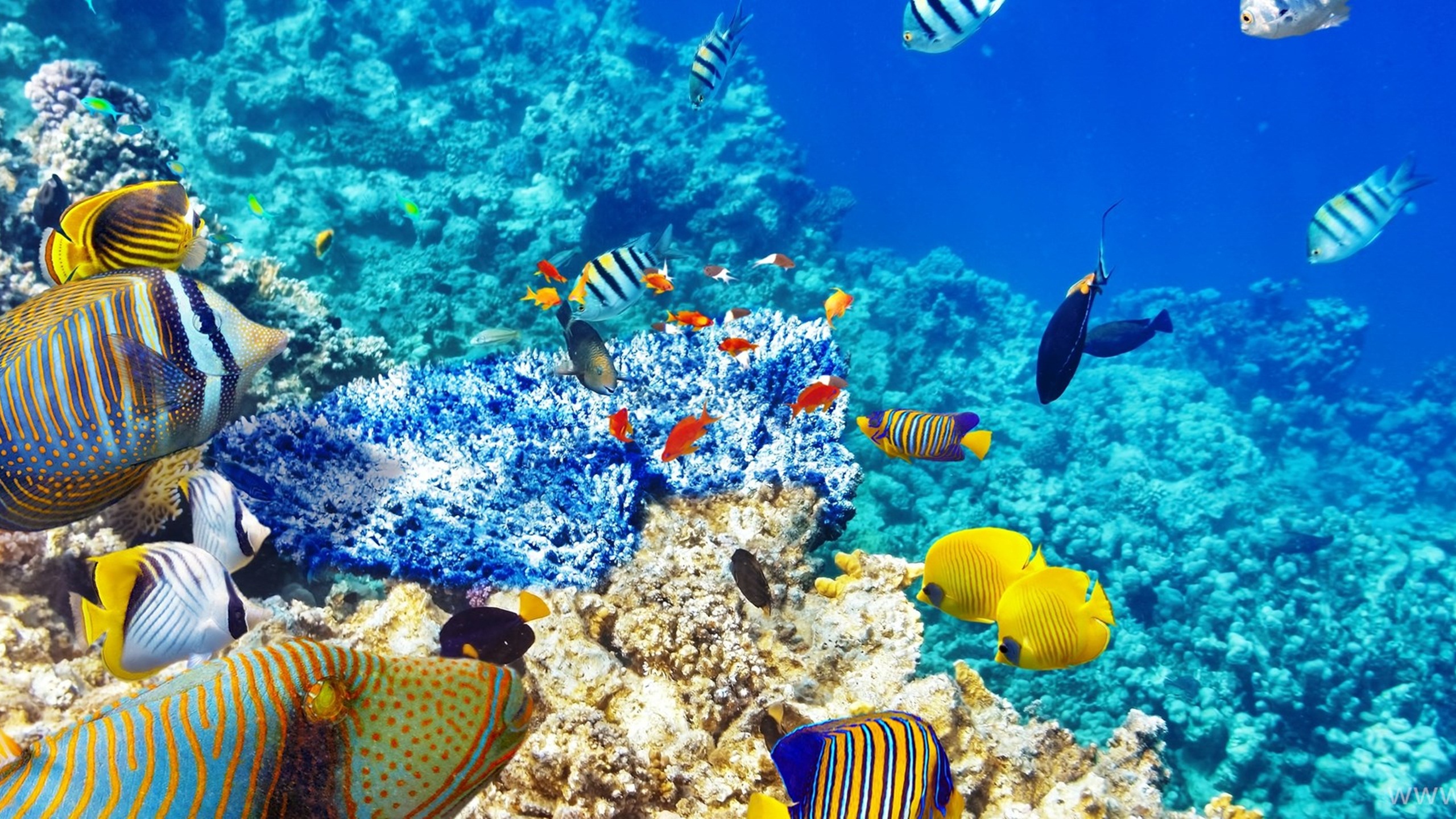 🔥 Free Download Underwater Hd Wallpaper For Pc 4k Your by @rjones15 ...