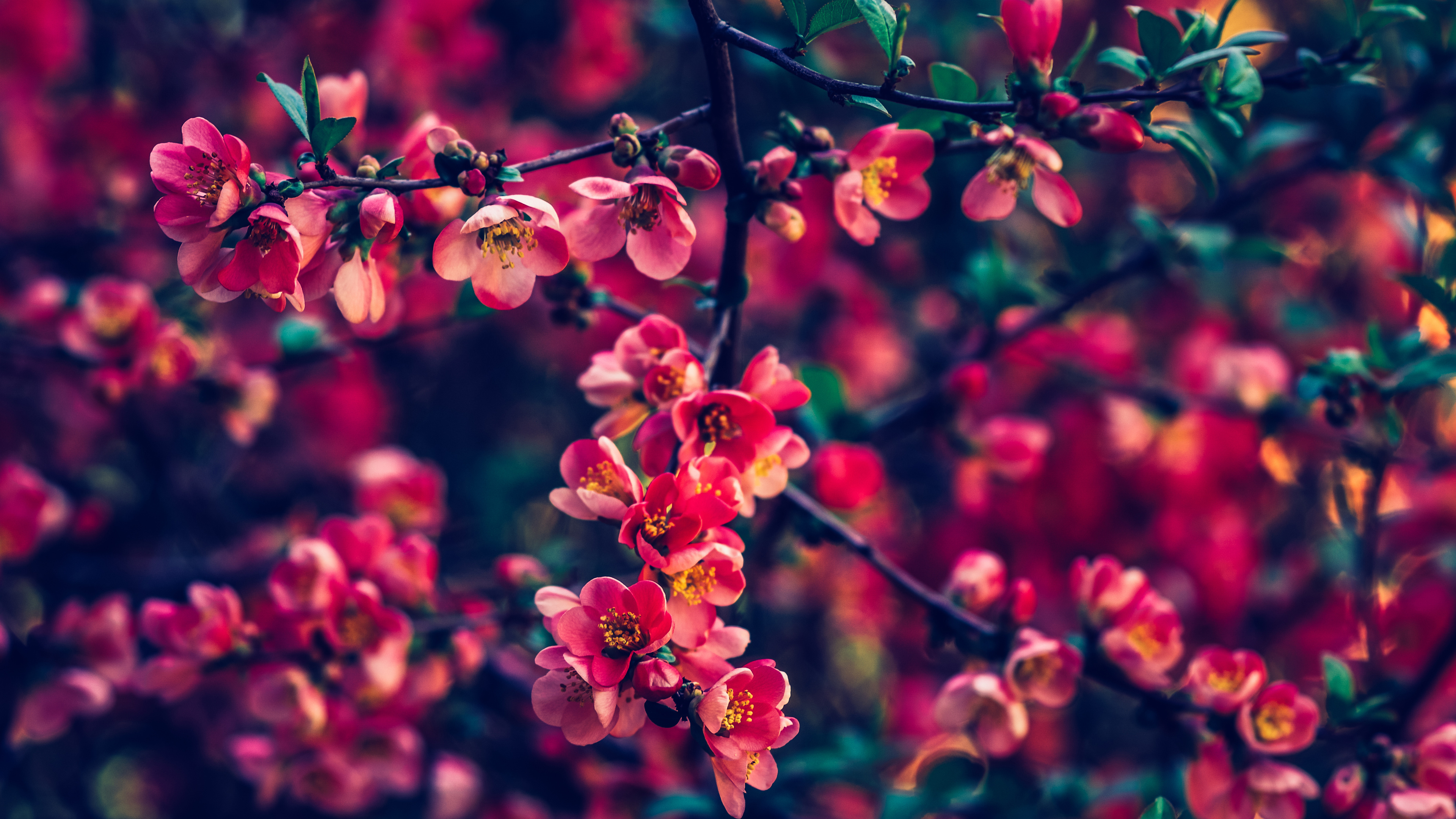🔥 [20+] Flowers 4k Wallpapers | WallpaperSafari