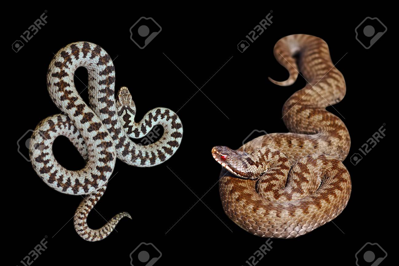 [44+] Adder Backgrounds | WallpaperSafari