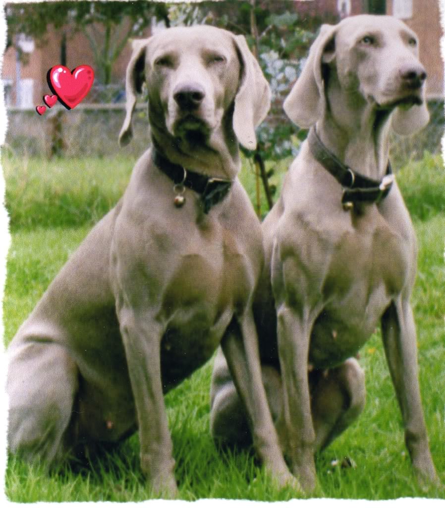 🔥 [50+] Weimaraner Wallpapers for Computers | WallpaperSafari