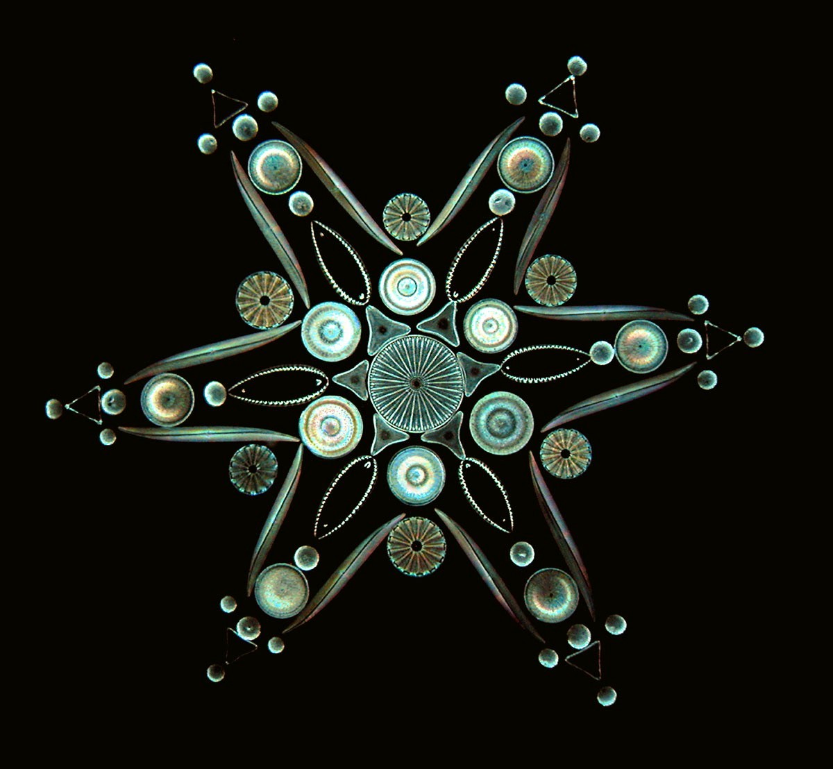 🔥 Free Download Diatoms Ideas Diatom Single Celled Cell Wall by ...