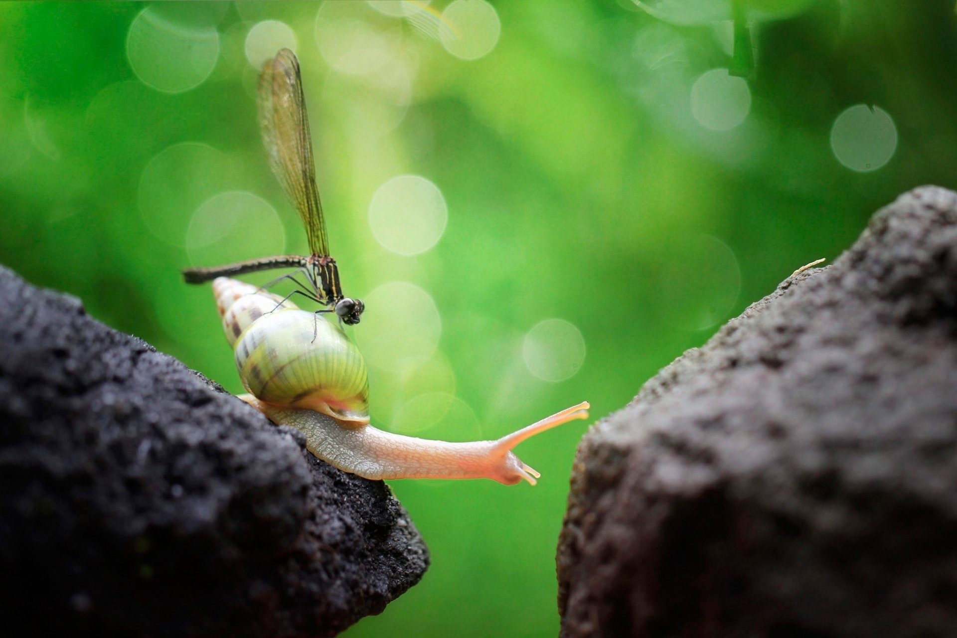 🔥 Free Download Bokeh Dragonfly Insect Macro Animal Snail Hd Wallpaper by @richardadams ...