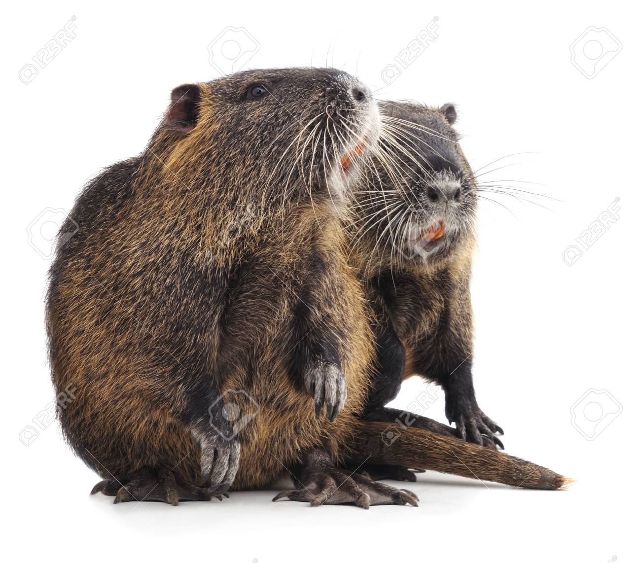 [38+] Nutria Backgrounds on WallpaperSafari