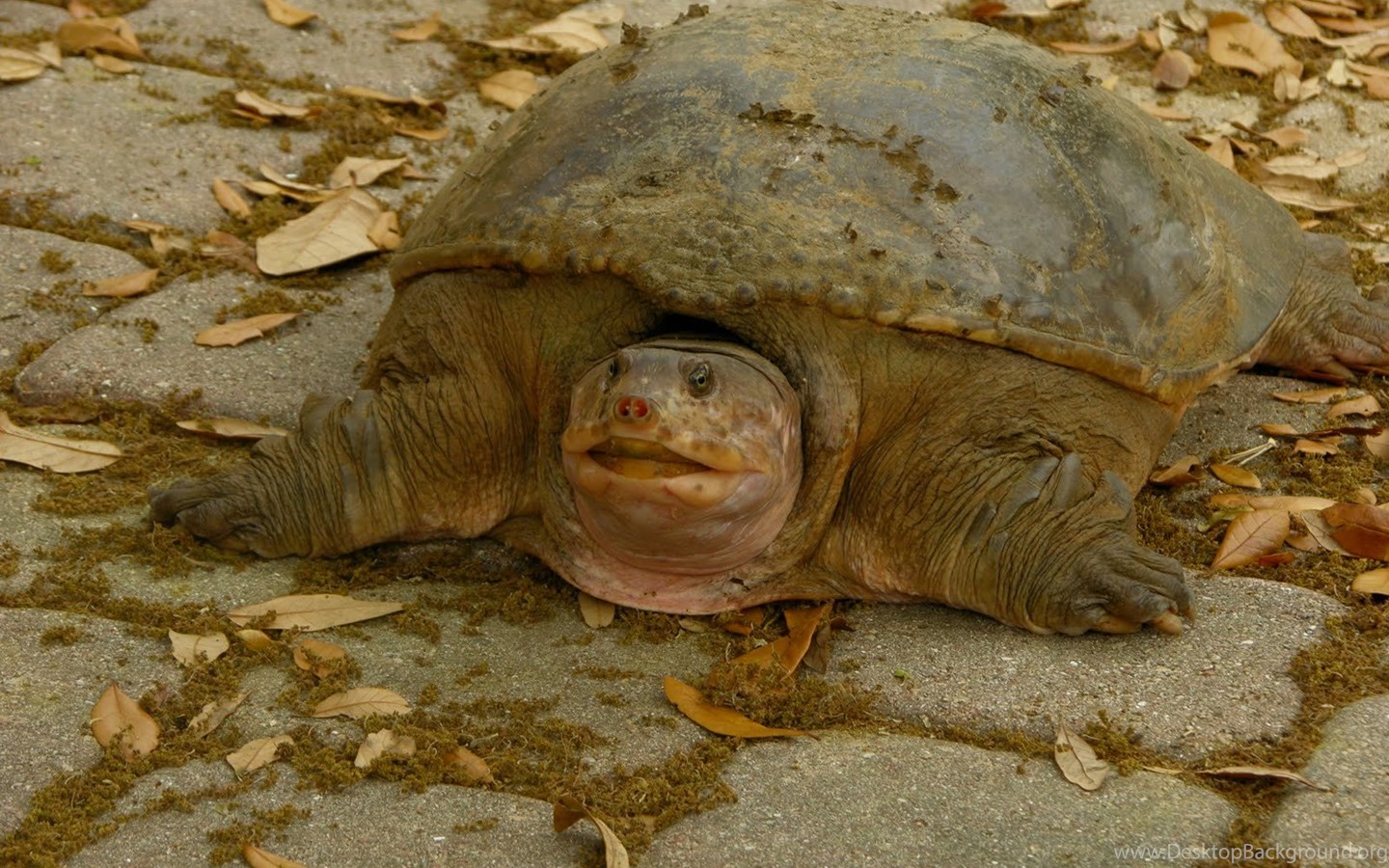 🔥 [30+] Ugliest Backgrounds | WallpaperSafari