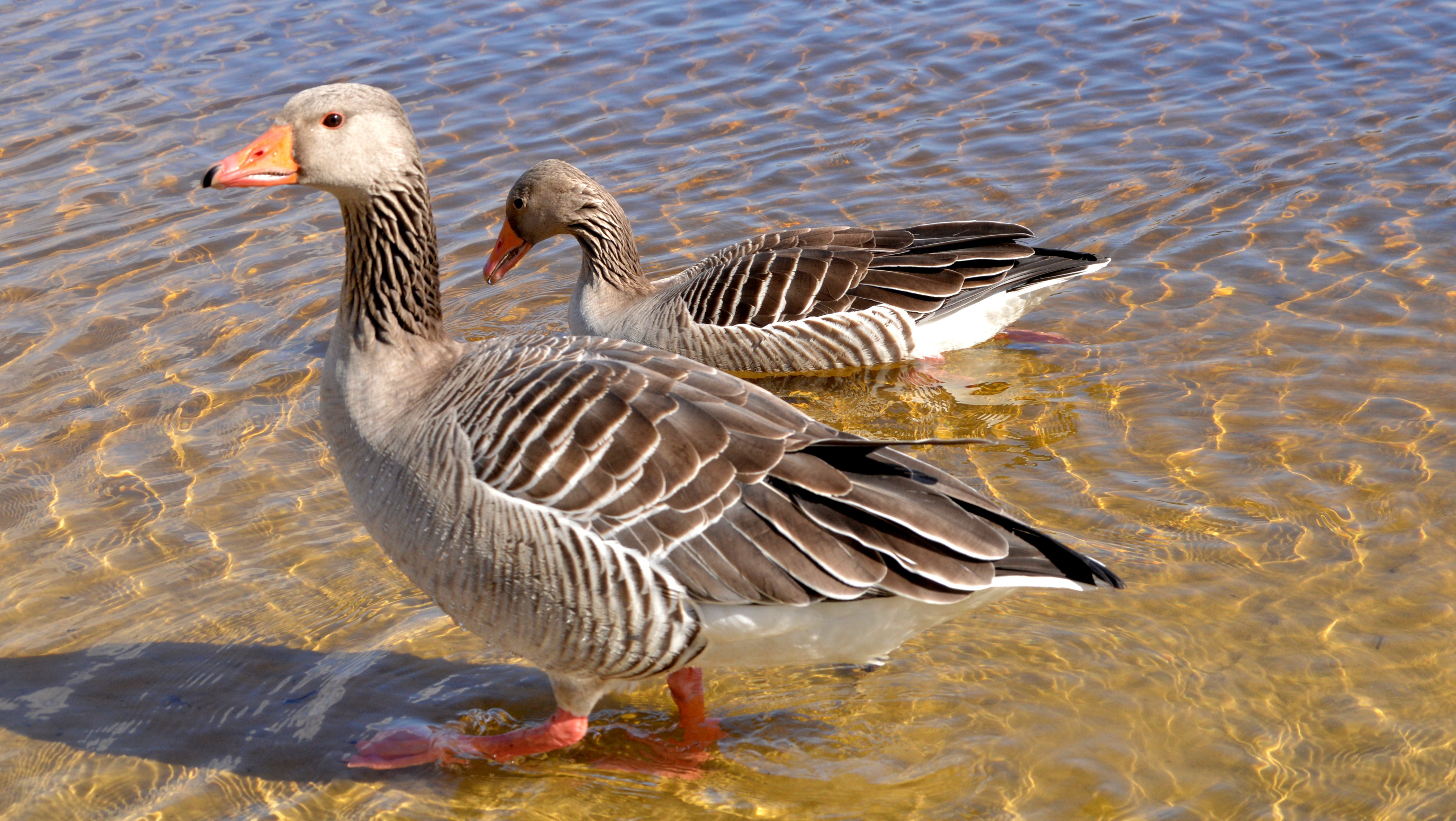 🔥 Free Download Birds Ducks Geese Goose Sea Swimming 4k Wallpaper by ...