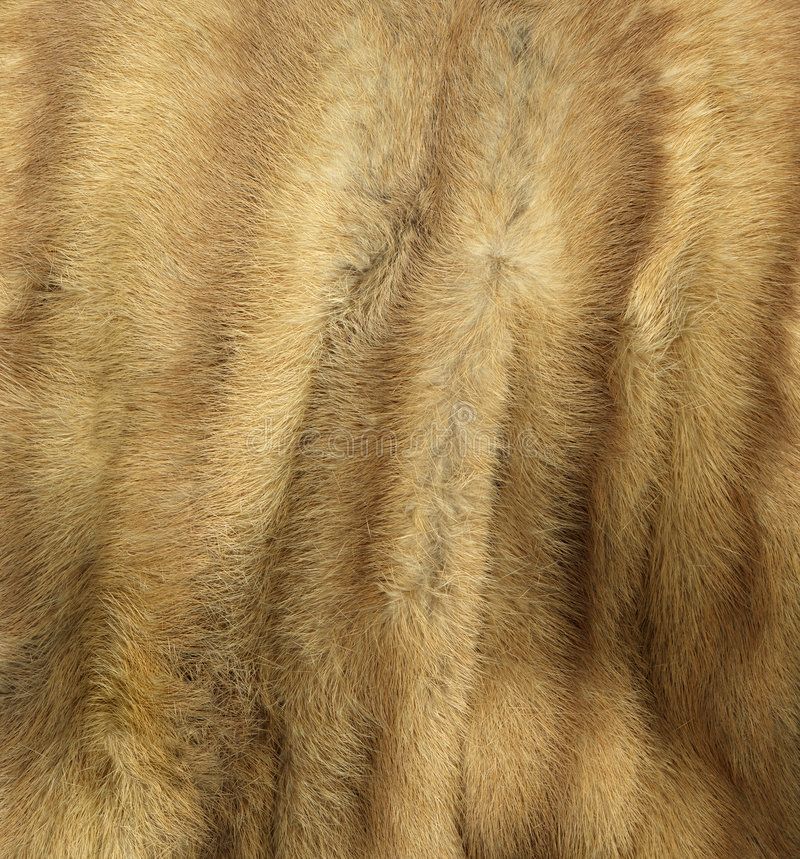 🔥 Free Download Fur Mink For Use As A Background Texture Spon by ...