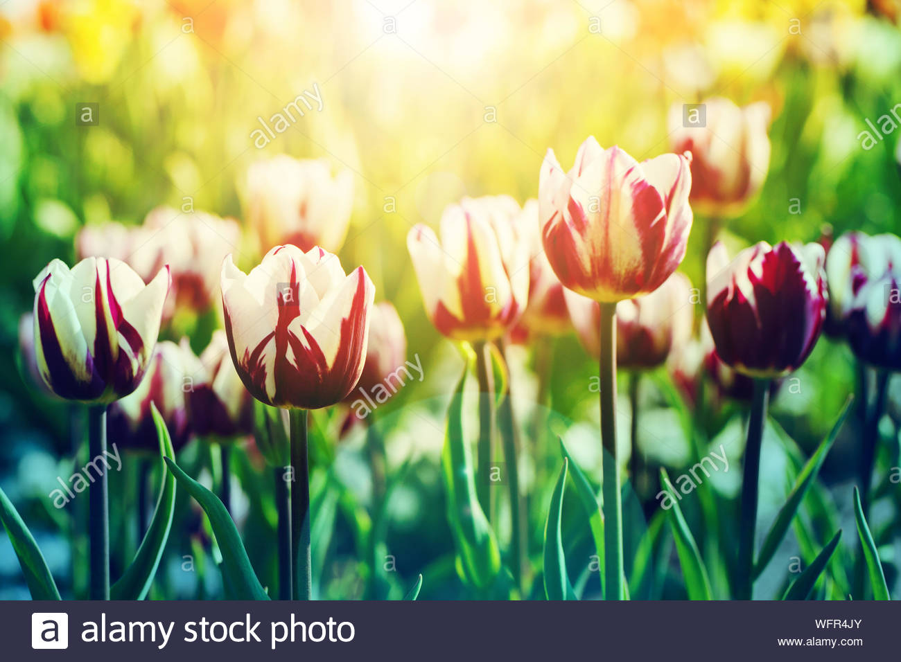 Free download Beatiful background of tulips flower background in rim ...