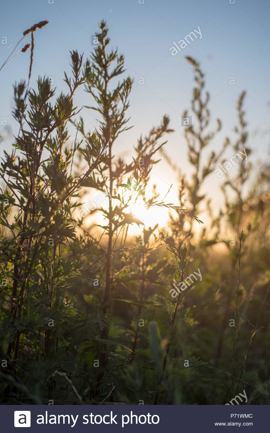 [42+] Sunlit Backgrounds | WallpaperSafari