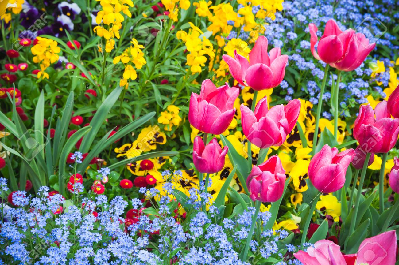 🔥 [53+] Flowerbed Background | WallpaperSafari