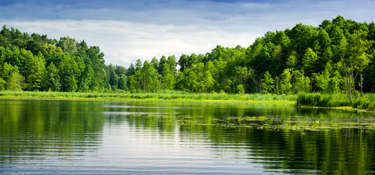Free download Wetlands Plant Diversity BOT317 [2054x1007] for your ...