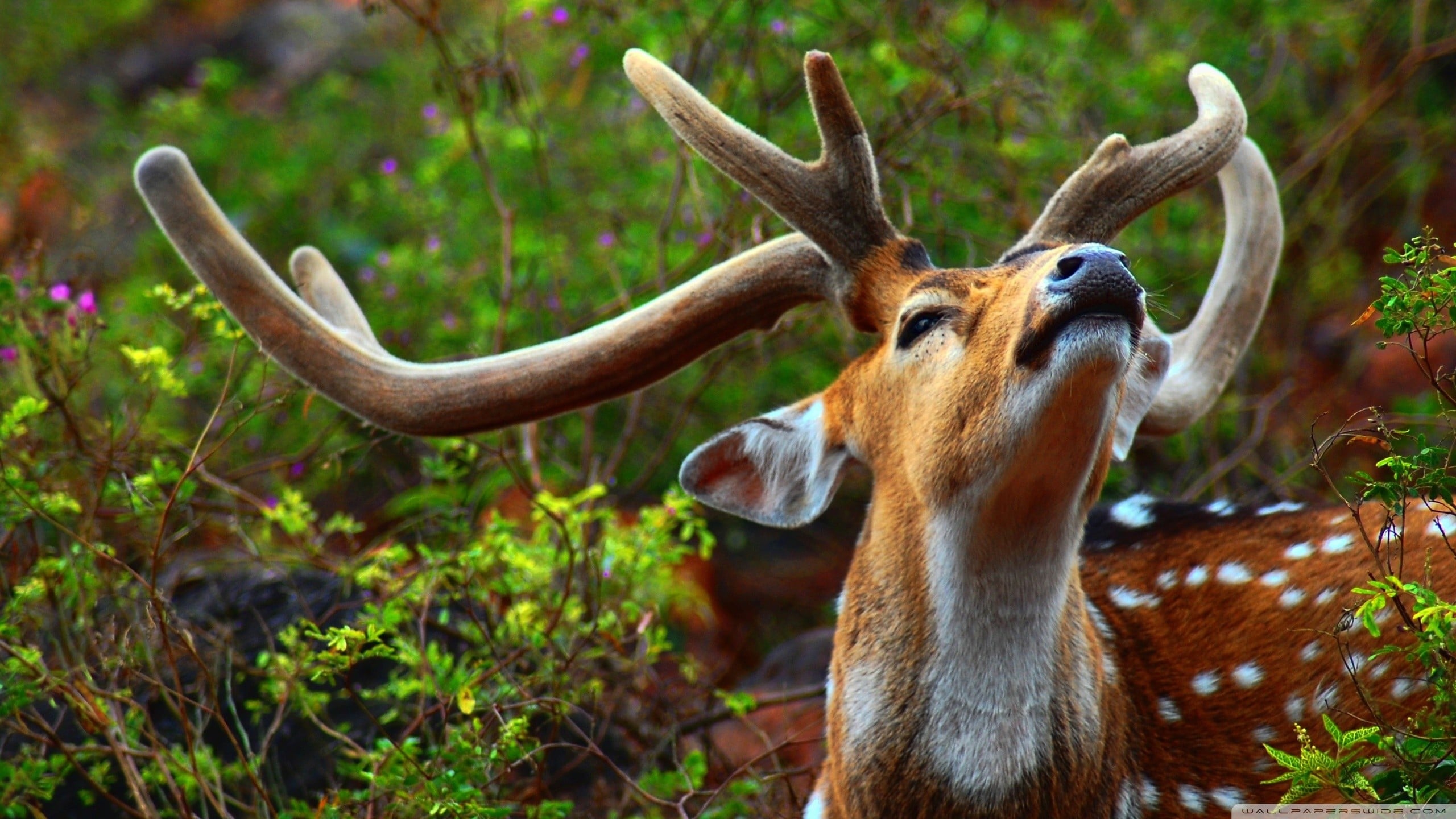 🔥 [50+] Deer Wallpapers | WallpaperSafari