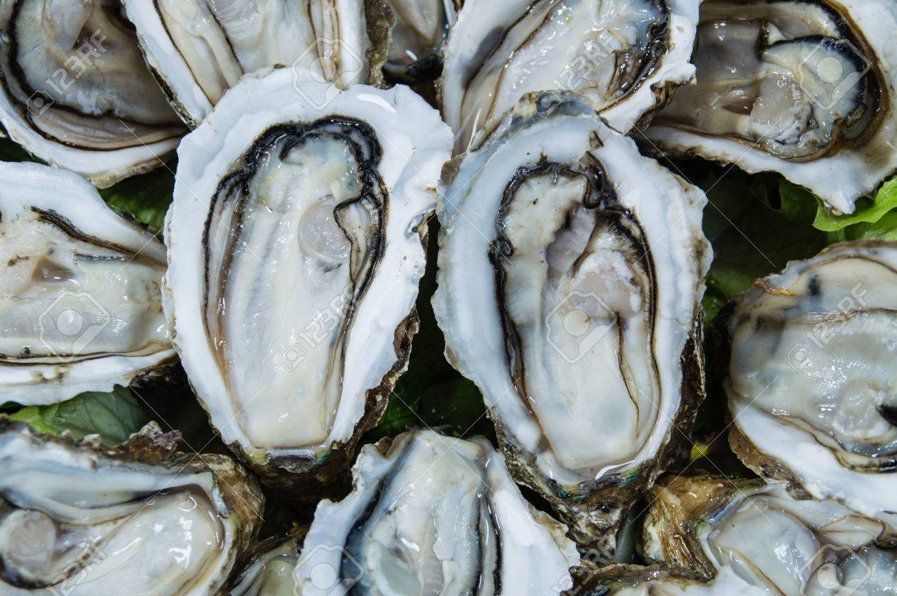 [37+] Oyster Background | WallpaperSafari