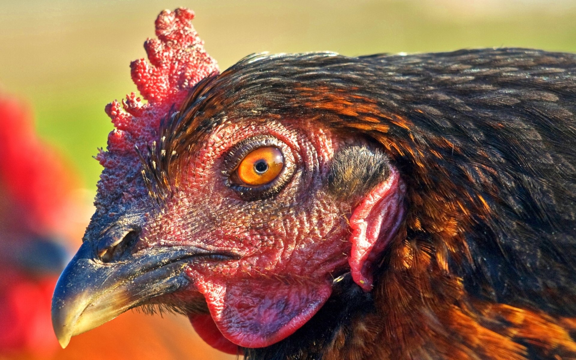 🔥 Free Download Animal Chicken Hd Wallpaper by @awiley | WallpaperSafari