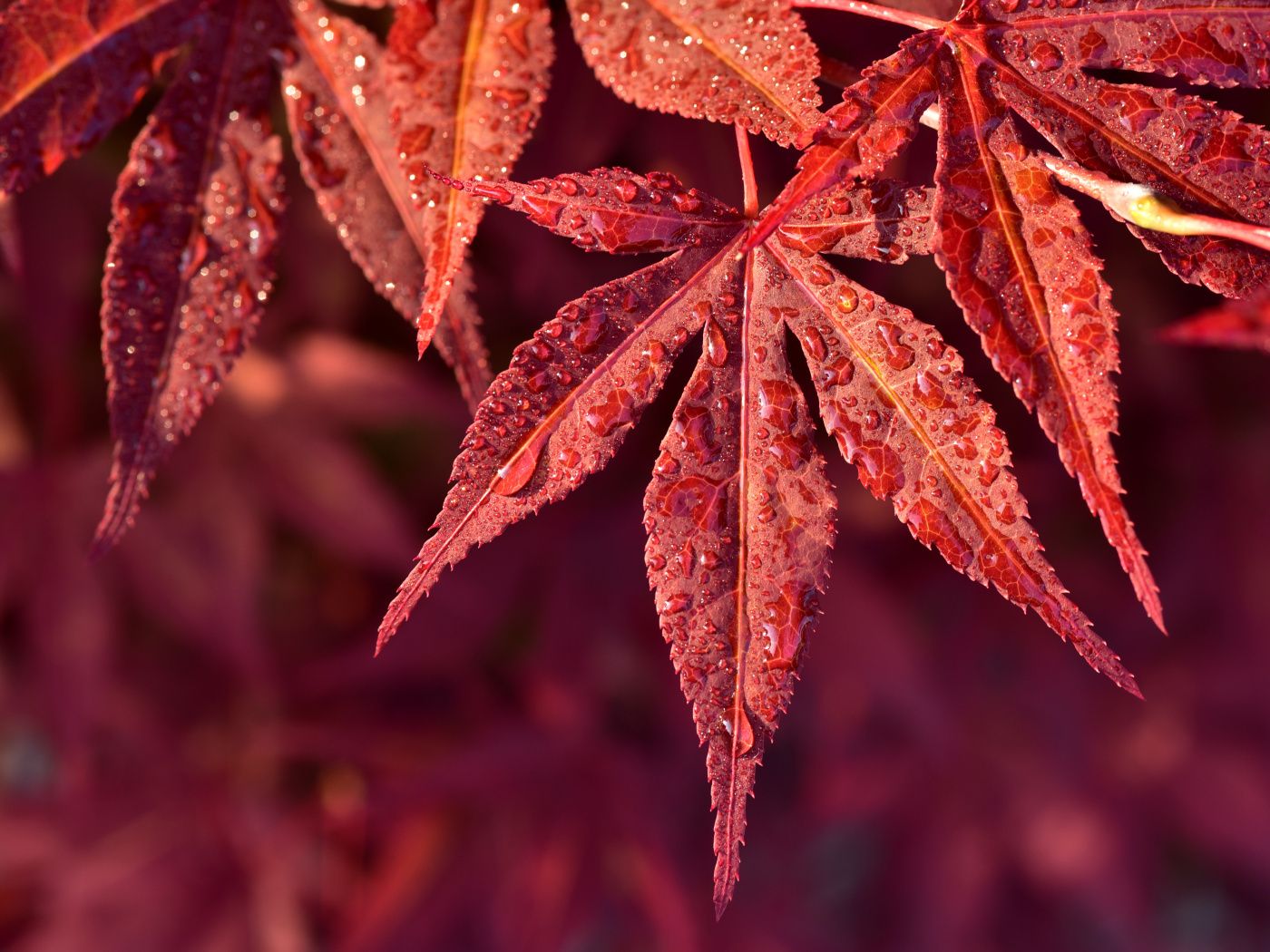 🔥 Free Download Maple Leaves Wallpaper On by @beverlycollins ...