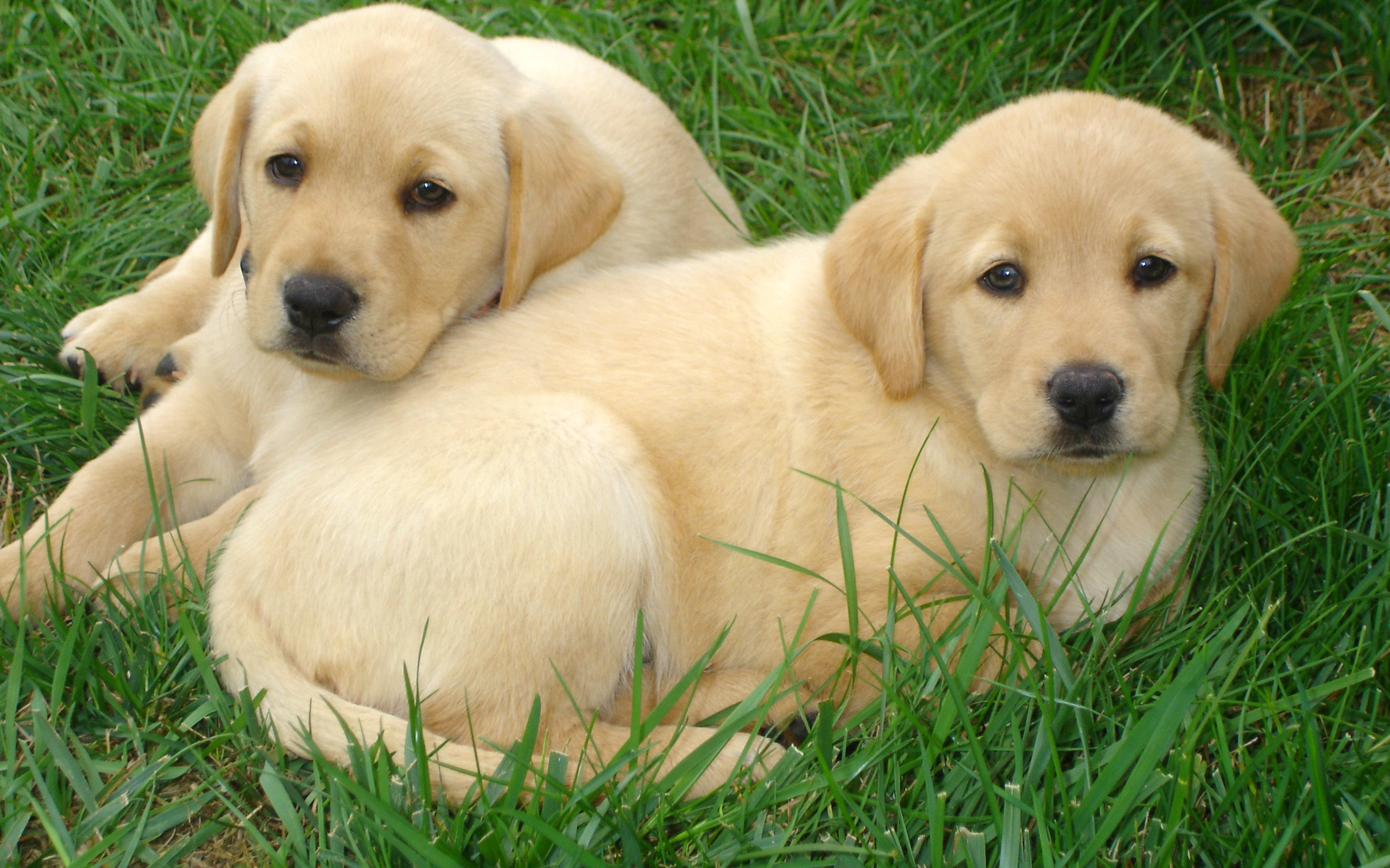 Cute Yellow Lab Puppies Wallpaper Cute Yellow Lab Puppies Wallpaper