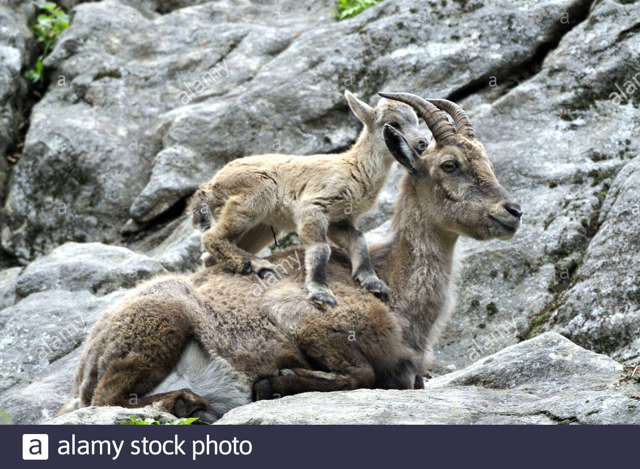 [30+] Steinbock Wallpapers | WallpaperSafari