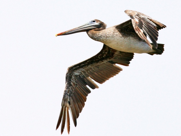 🔥 Free download Wallpaper Brown Pelican Pelecanus occidentalis Photos ...