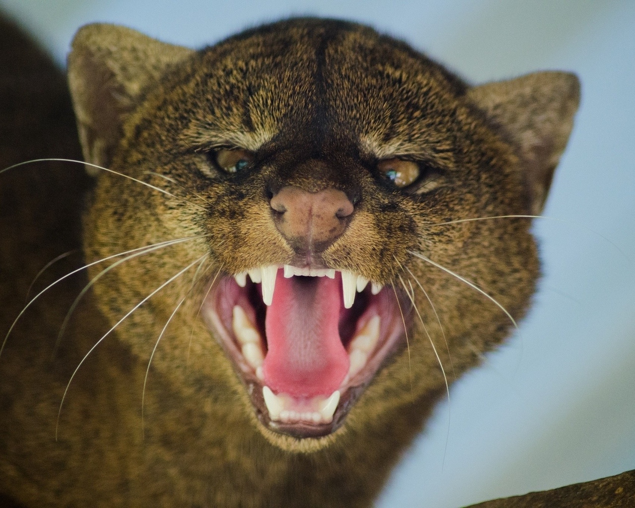 🔥 Free Download Jaguarundi Animal Facts And Hd Photos Collection by ...