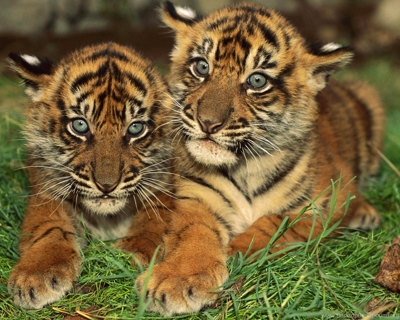 🔥 Free Download Wallpaper Gorilla Silverback Nature Animal Image ...