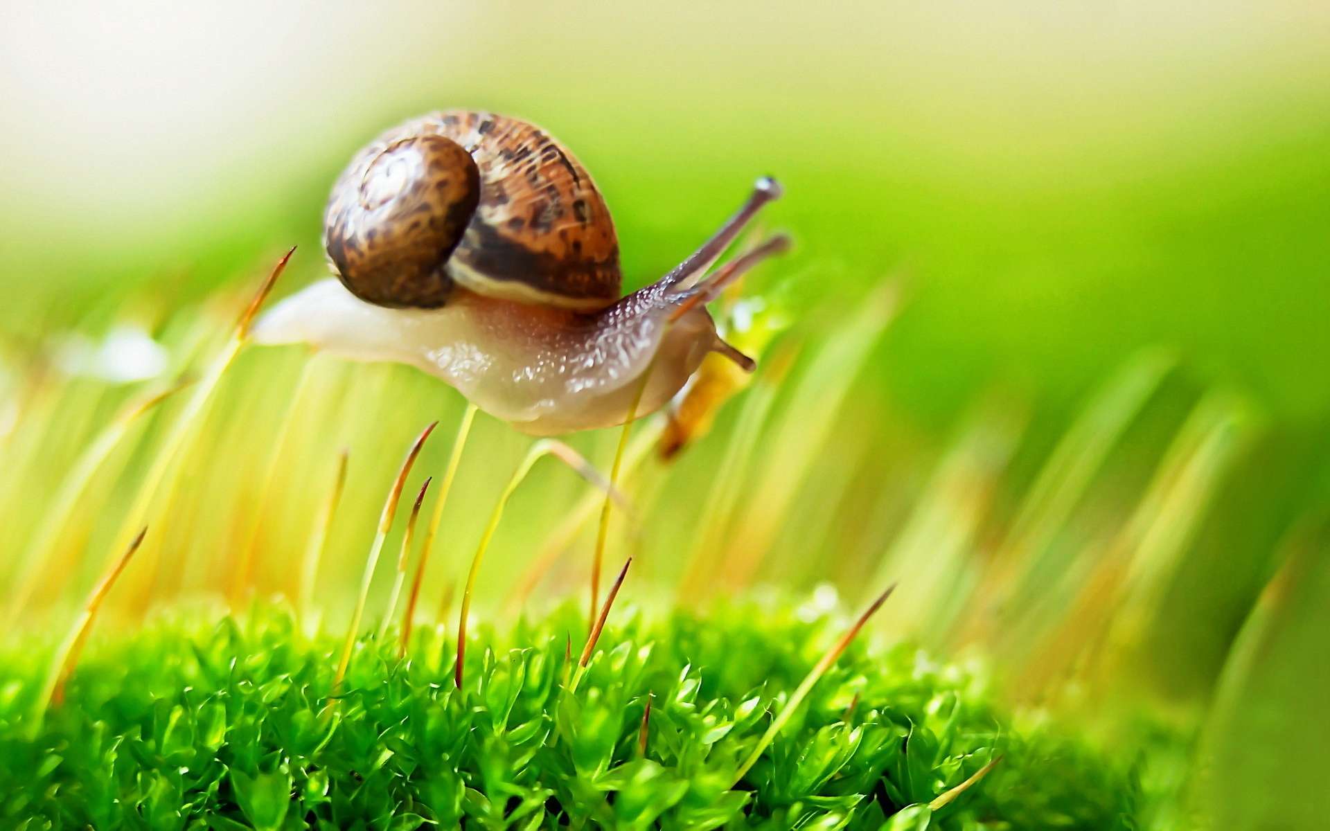 🔥 Free Download Best Snail Wallpaper Gary by @zacharyross | WallpaperSafari