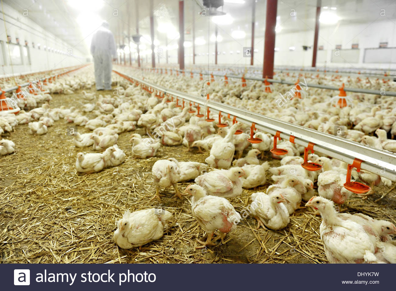 🔥 Download Chicken Manufacturing Farm Background For Powerpoint Animal ...