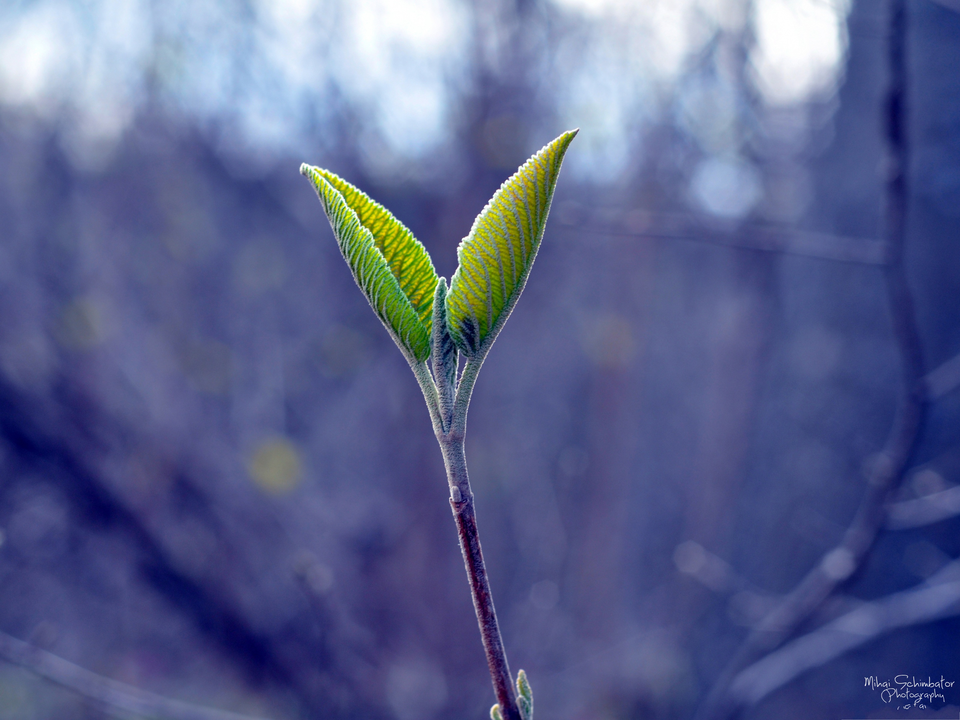 🔥 Free Download Plant Gaining New Life In Spring Wallpaper by ...