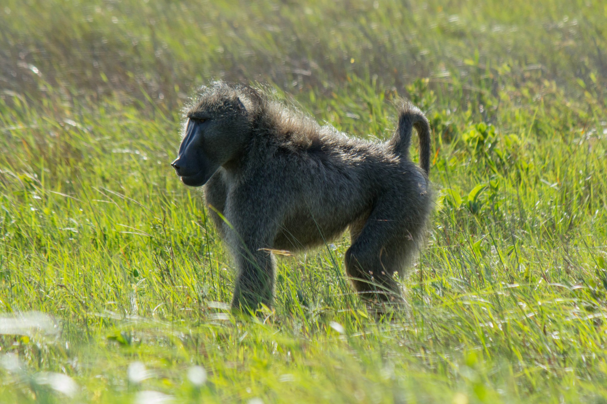 🔥 Free Download Baboon Wallpaper Image Photos Picture by @dgarrison ...