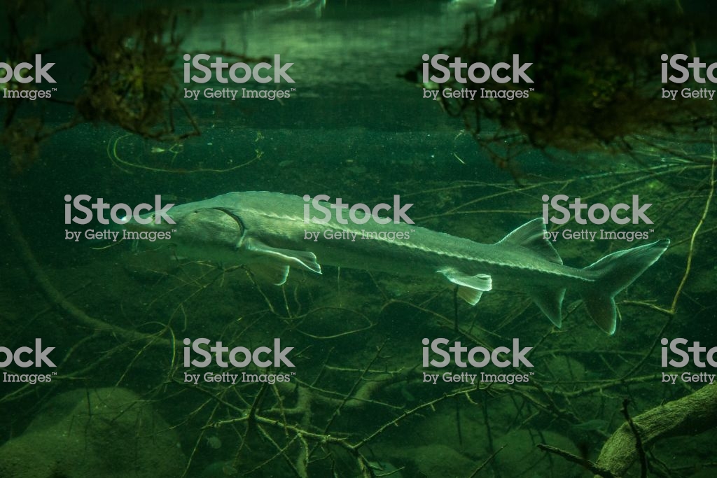 [33+] Sturgeon Wallpapers | WallpaperSafari