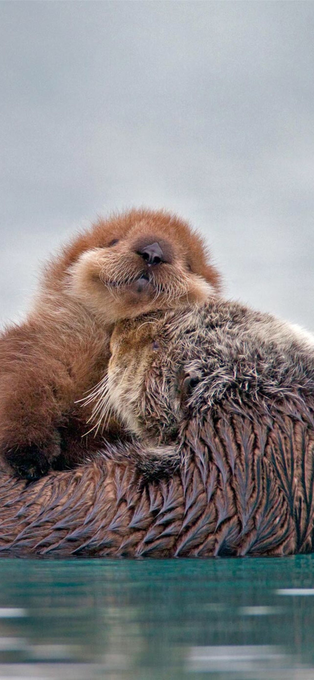 🔥 Download Otters iPhone Wallpaper by @sarahr57 | Otter iPhone ...