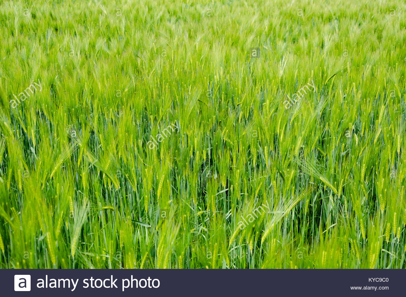 🔥 Free download Crops clipart transparent background Crops transparent ...