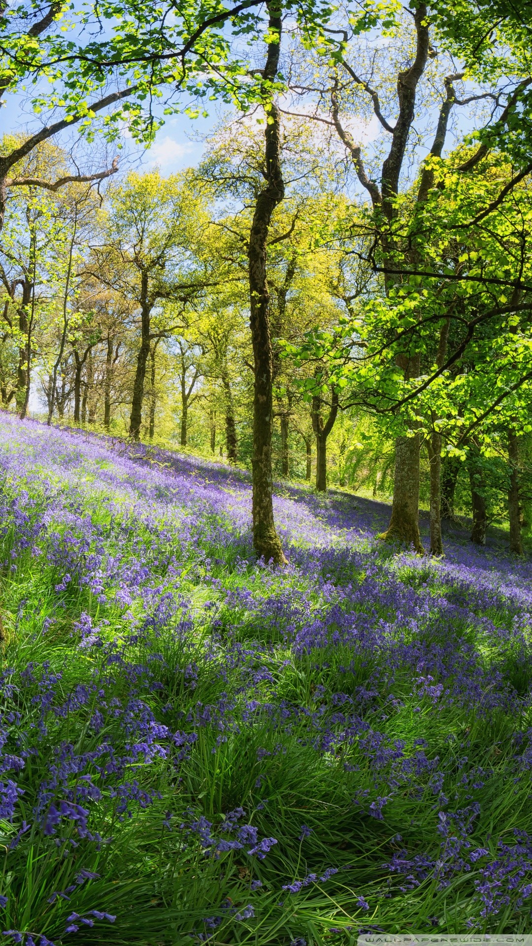 Free download Free Woodland Spring Flowers phone wallpaper by alexisc23 ...