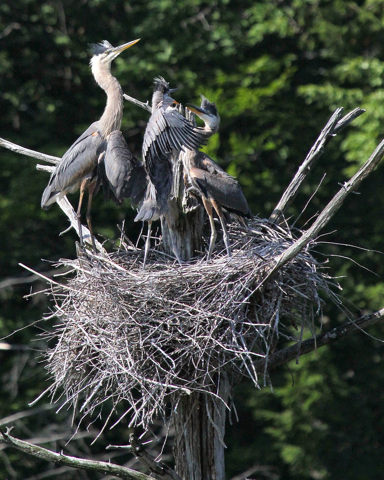 🔥 [50+] Great Blue Heron Wallpapers | WallpaperSafari