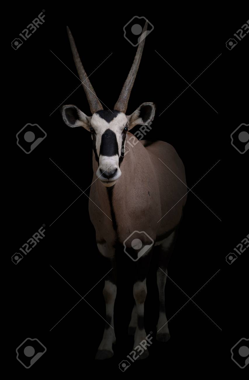Free download oryx clipart african animal oryx PNG image with ...