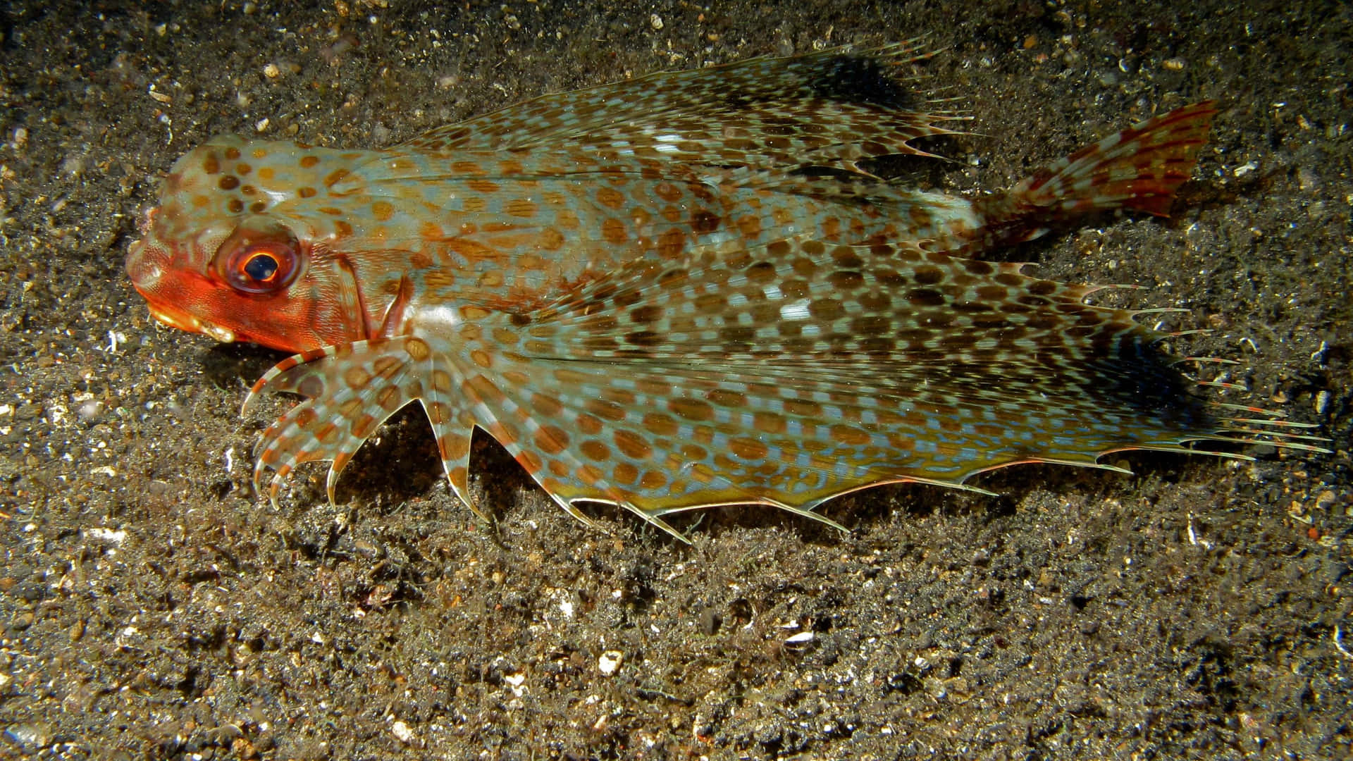 🔥 Free Download Flying Gurnard Spreading Fins Wallpaper by @lawrencep13 ...
