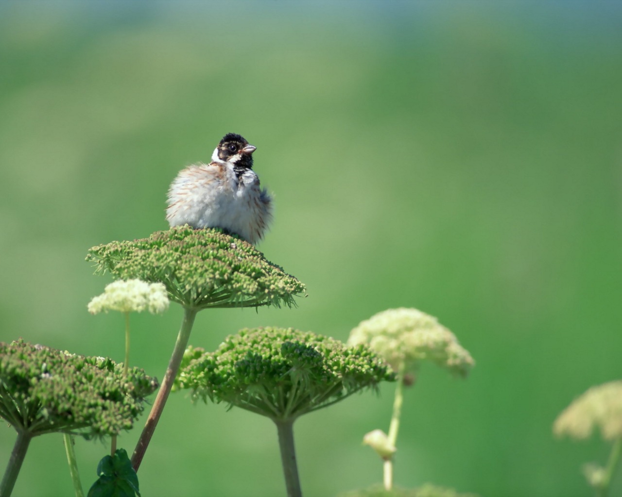 🔥 [50+] Free Bird Wallpapers Screensavers | WallpaperSafari