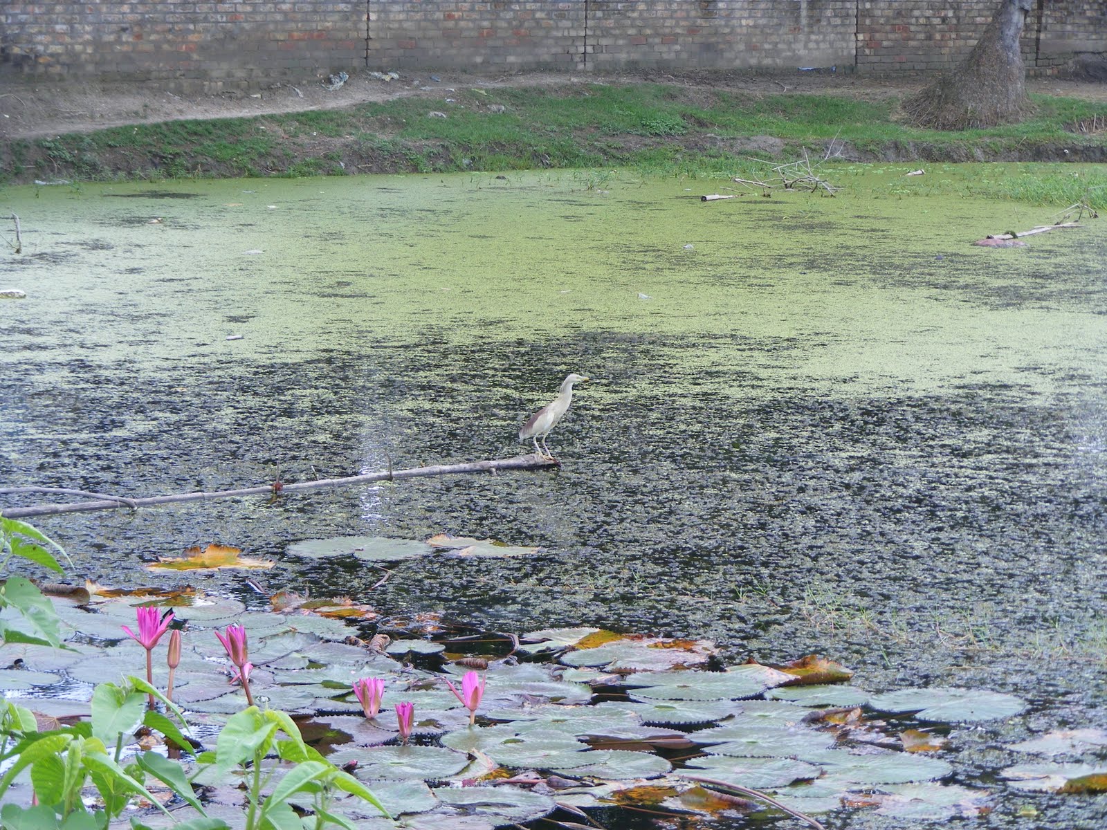 Free download Window Blind Outlet window blinds window shades wooden ...