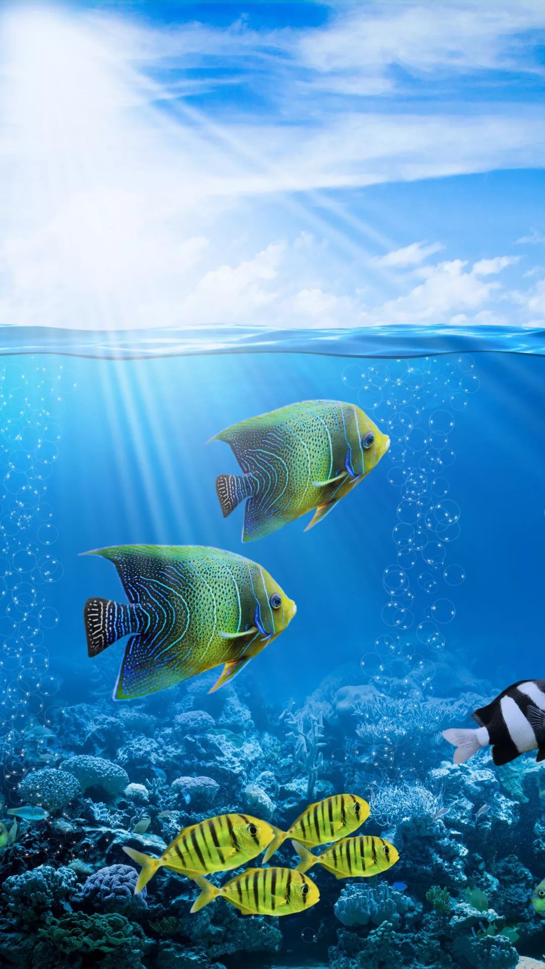 🔥 Free Download Tropical Fish Iphone Wallpaper by @tcross | WallpaperSafari