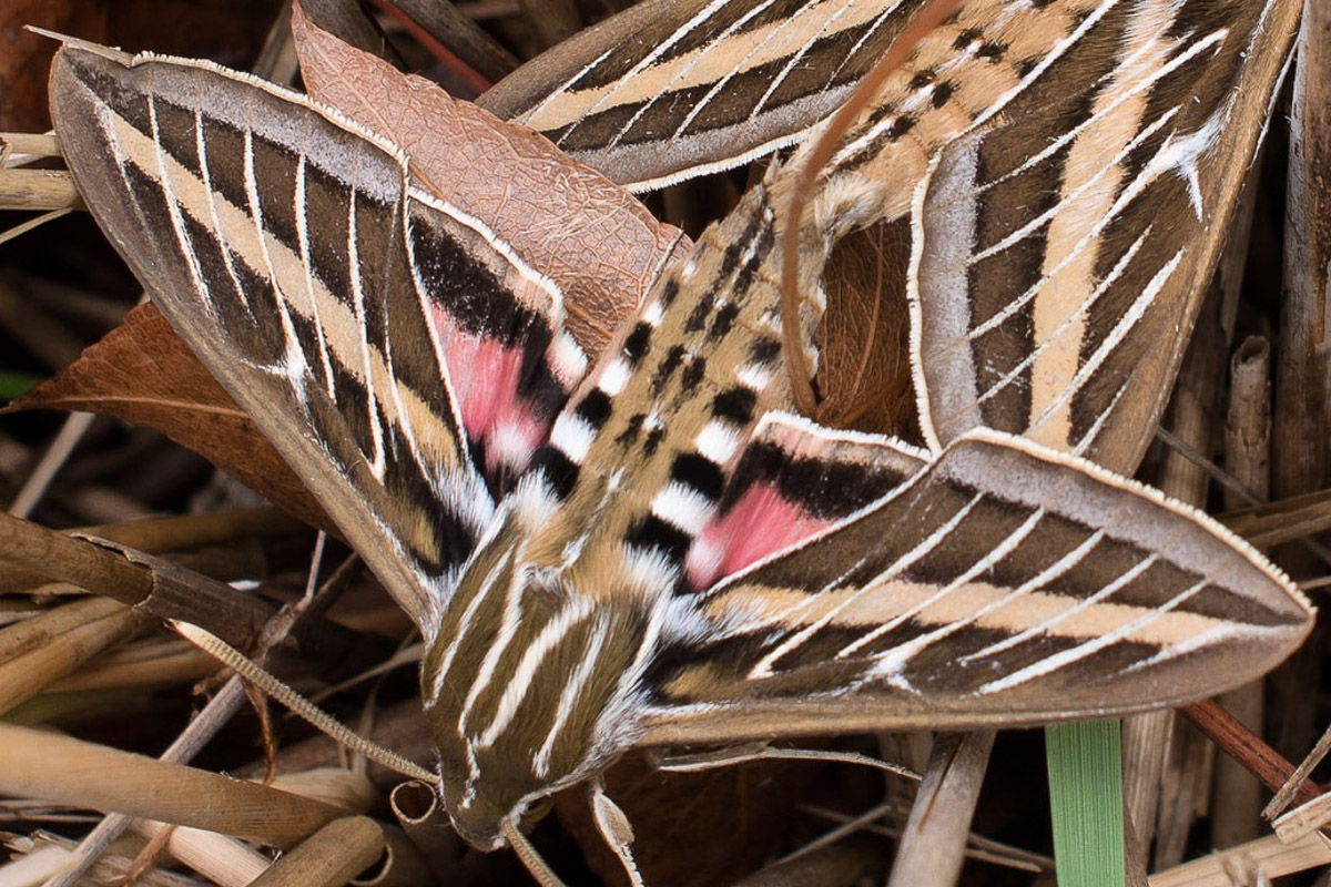 🔥 Free Download The Symbolic Power Of Plumeria And Sphinx Moths ...