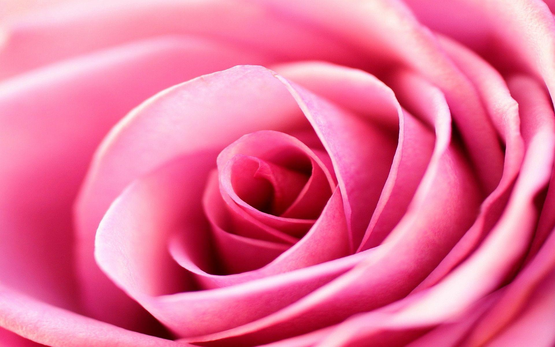 Free download Beautiful Pink Roses Wallpapers [1024x768] for your ...