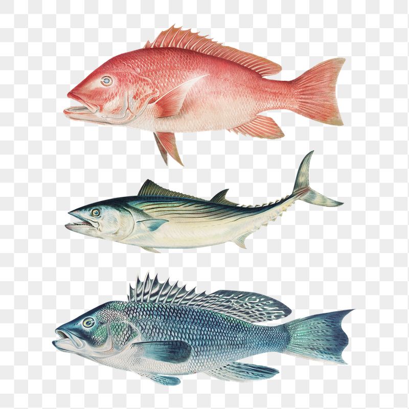 🔥 [10+] Snapper Wallpapers | WallpaperSafari