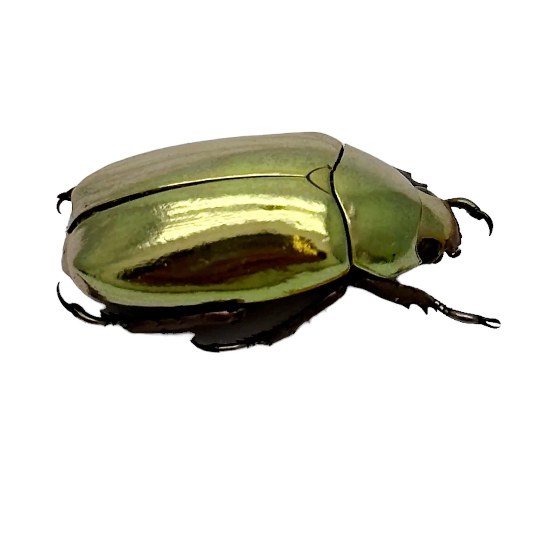 🔥 Free Download Insect Beetle Chrome Green Body Wallpaper by @kcharles ...