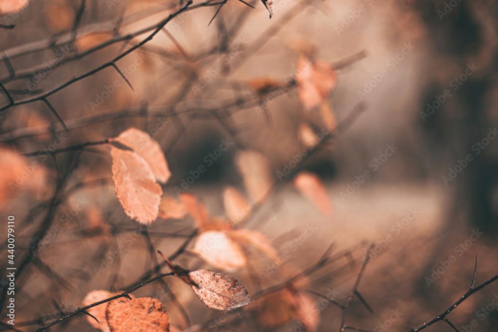 [49+] Brown Landscape Wallpapers | WallpaperSafari