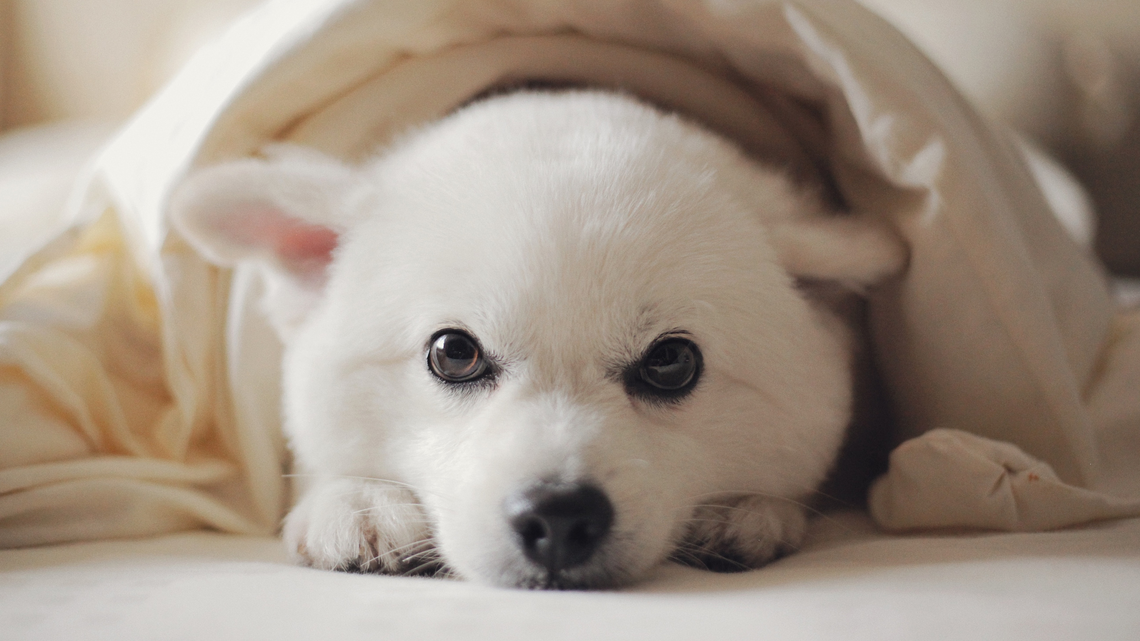 🔥 Free Download Dog Animal Puppy 4k Ultra Hd Wallpaper by @philliph ...