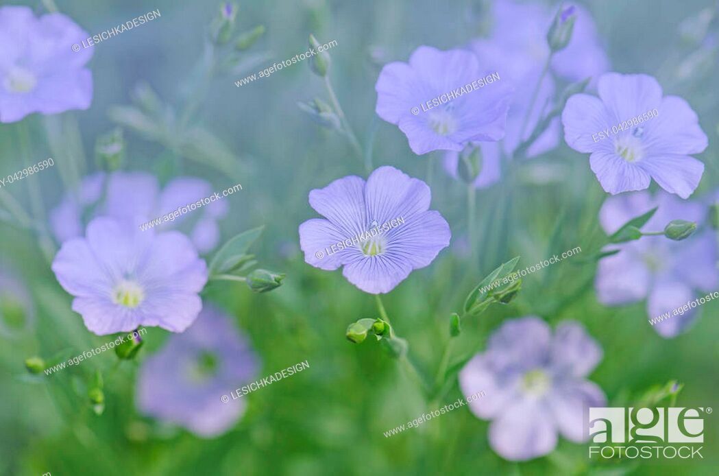 🔥 Free Download Wild Blue Flax Background Field Flowering Stock Photo ...